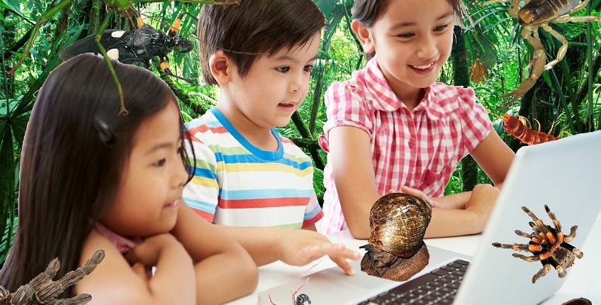 Bug Visits to Schools – Bugfest